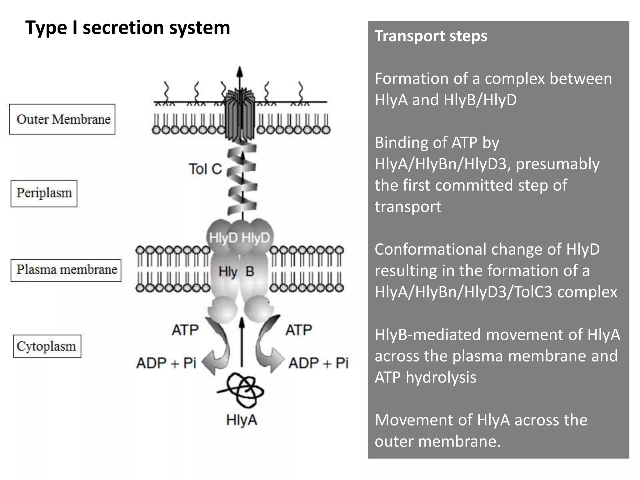 Secretion Systems of Bacteria | PDF