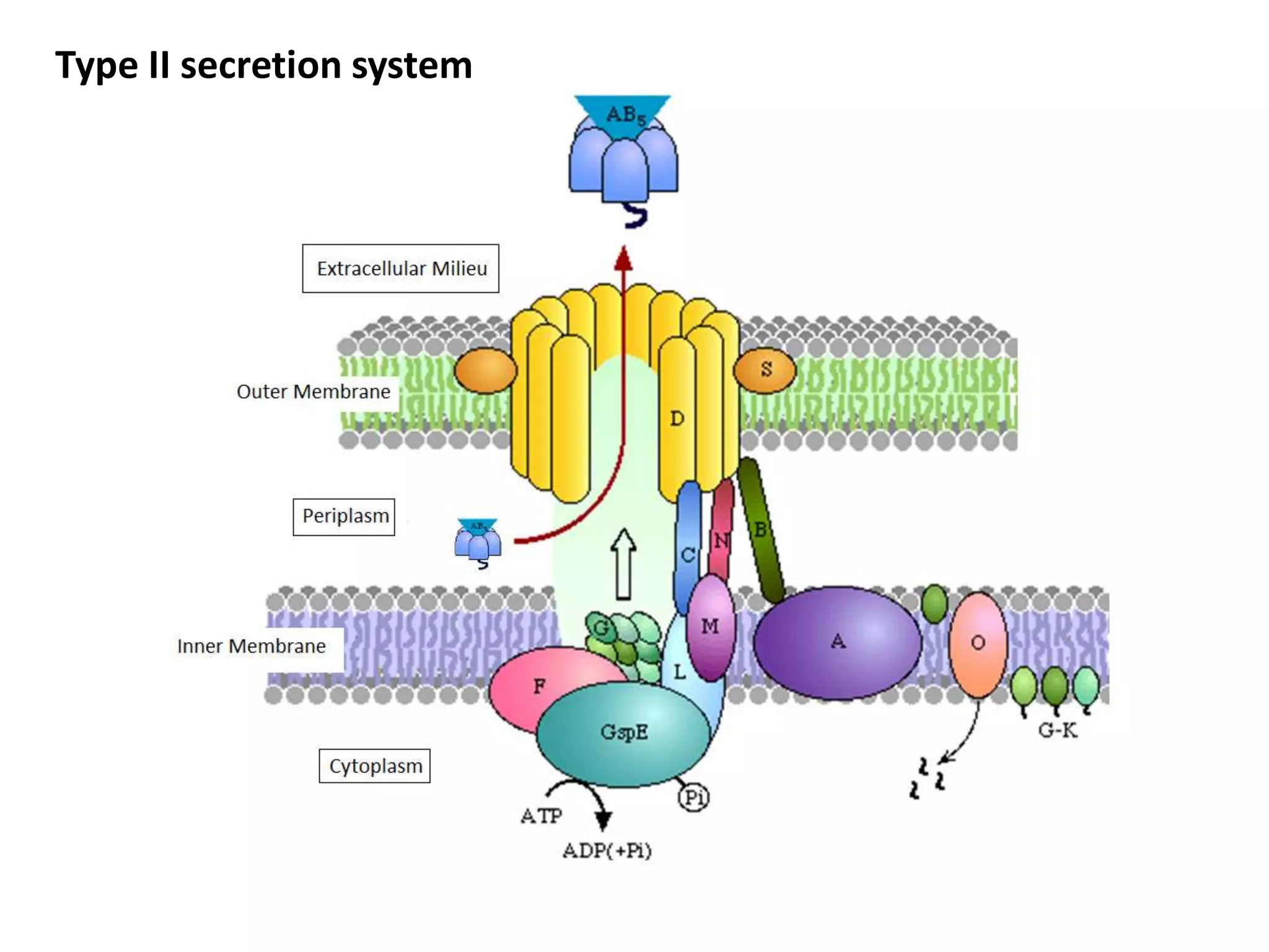 Secretion Systems of Bacteria | PDF