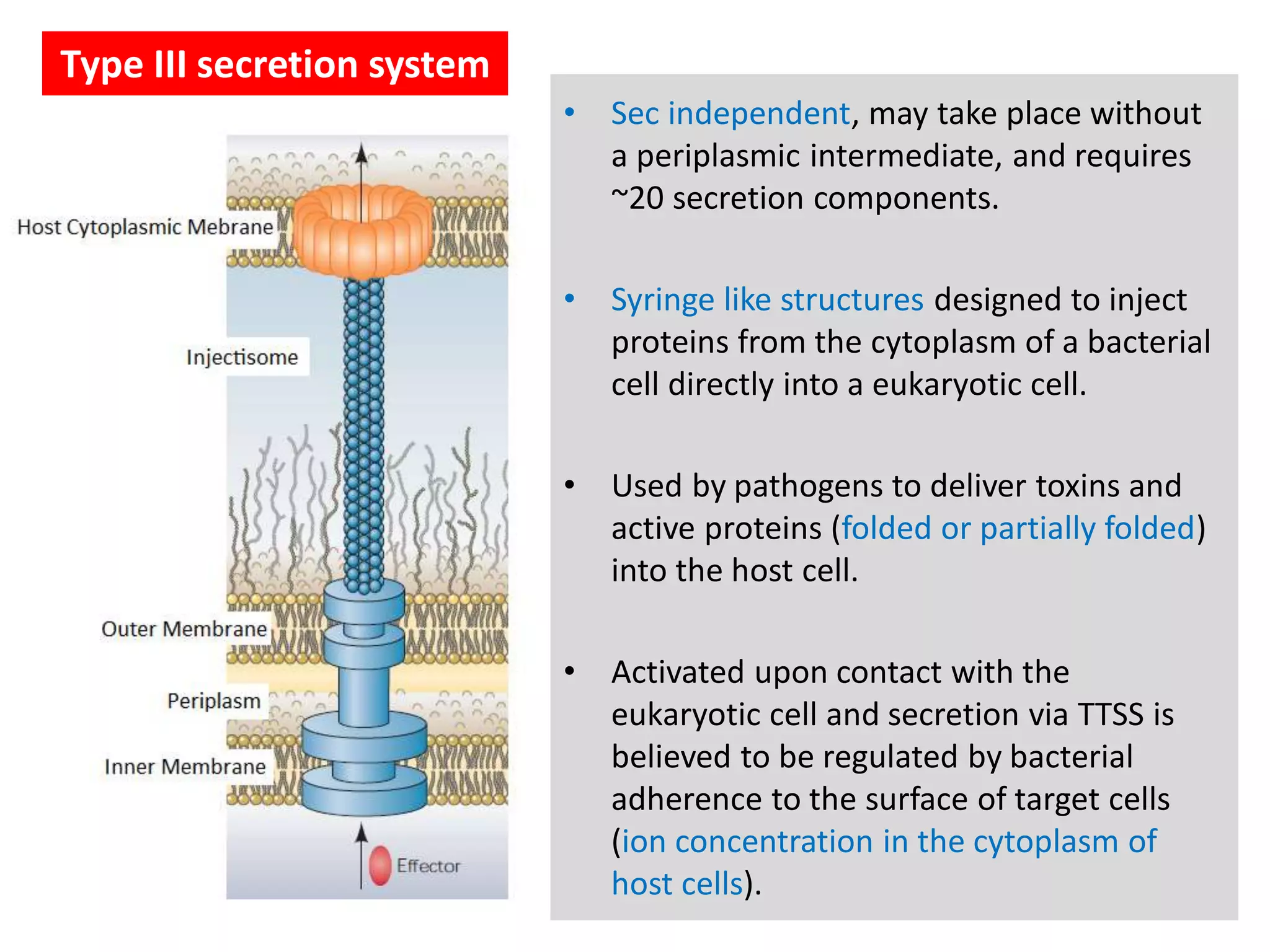 Secretion Systems of Bacteria | PDF