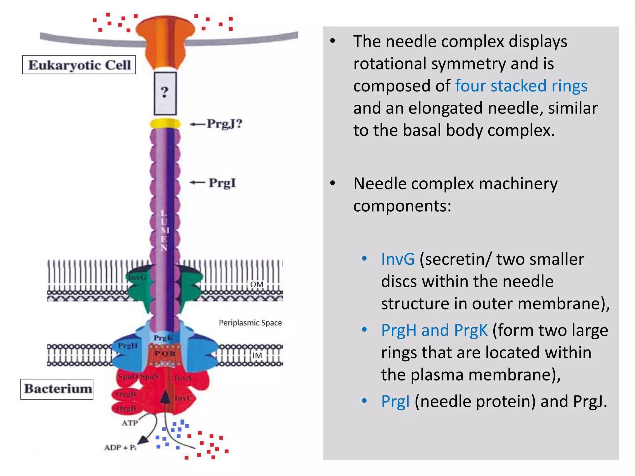 Secretion Systems of Bacteria | PDF