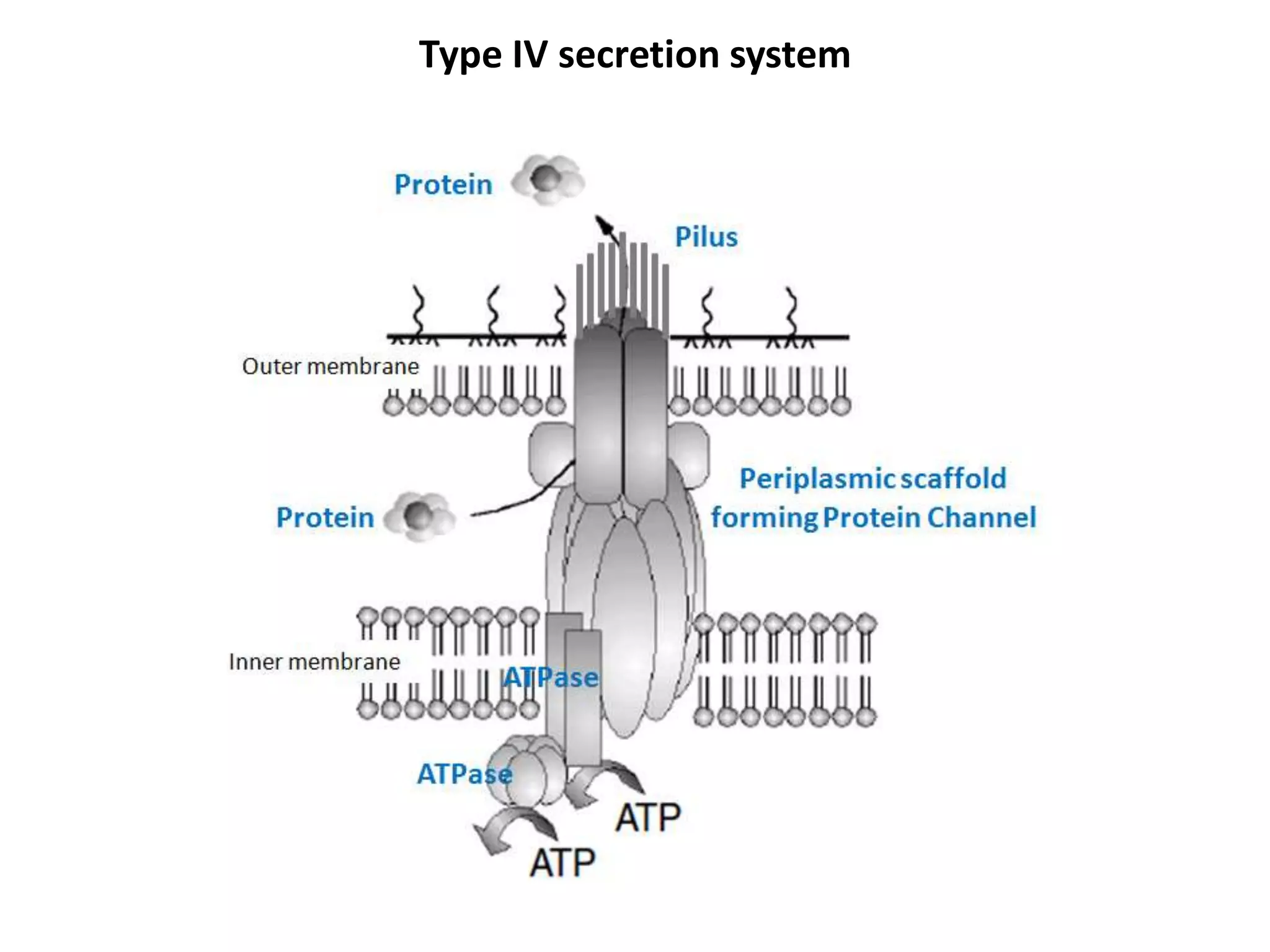 Secretion Systems of Bacteria | PDF