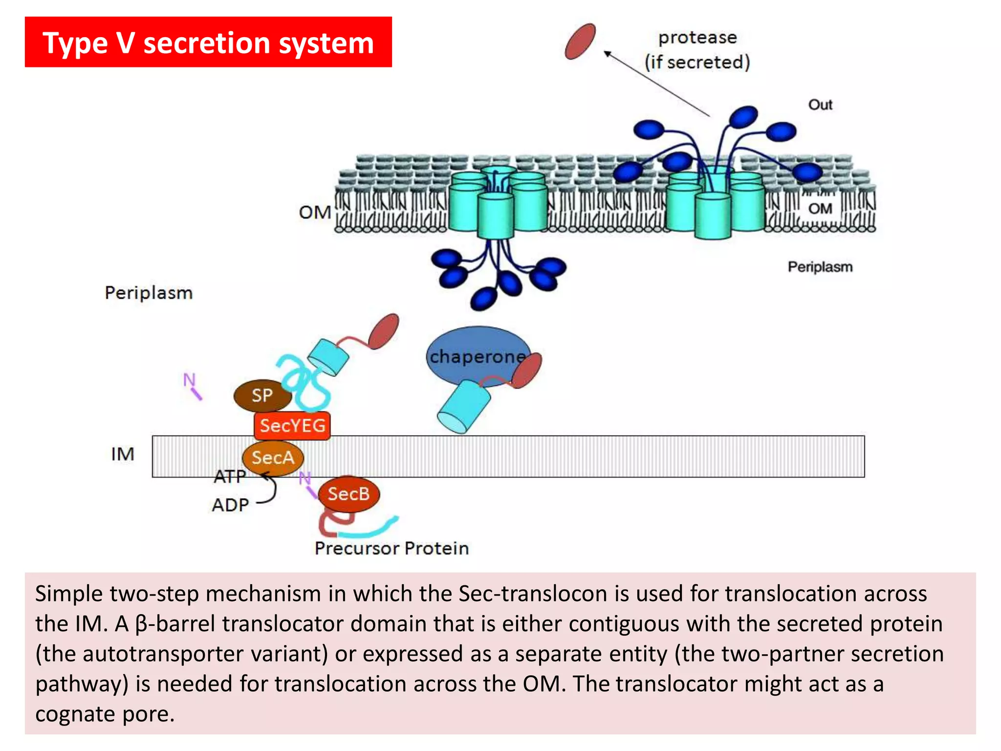 Secretion Systems of Bacteria | PDF