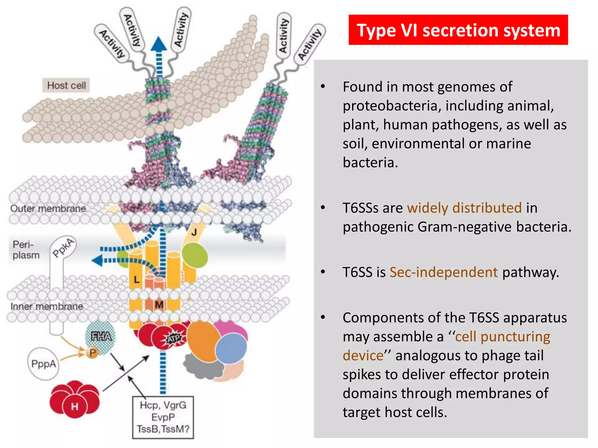 Secretion Systems of Bacteria | PDF
