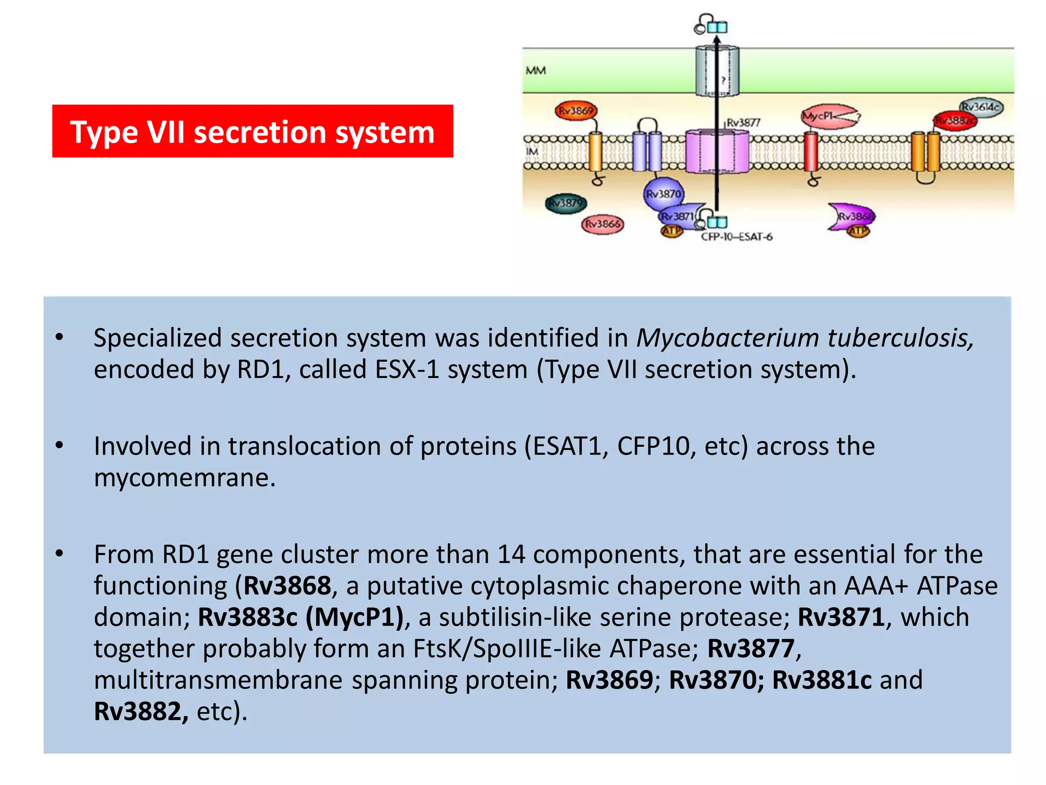 Secretion Systems of Bacteria | PDF