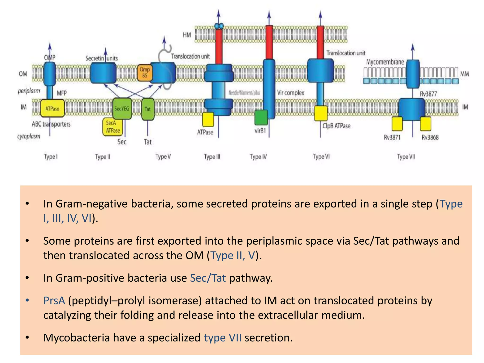 Secretion Systems of Bacteria | PDF