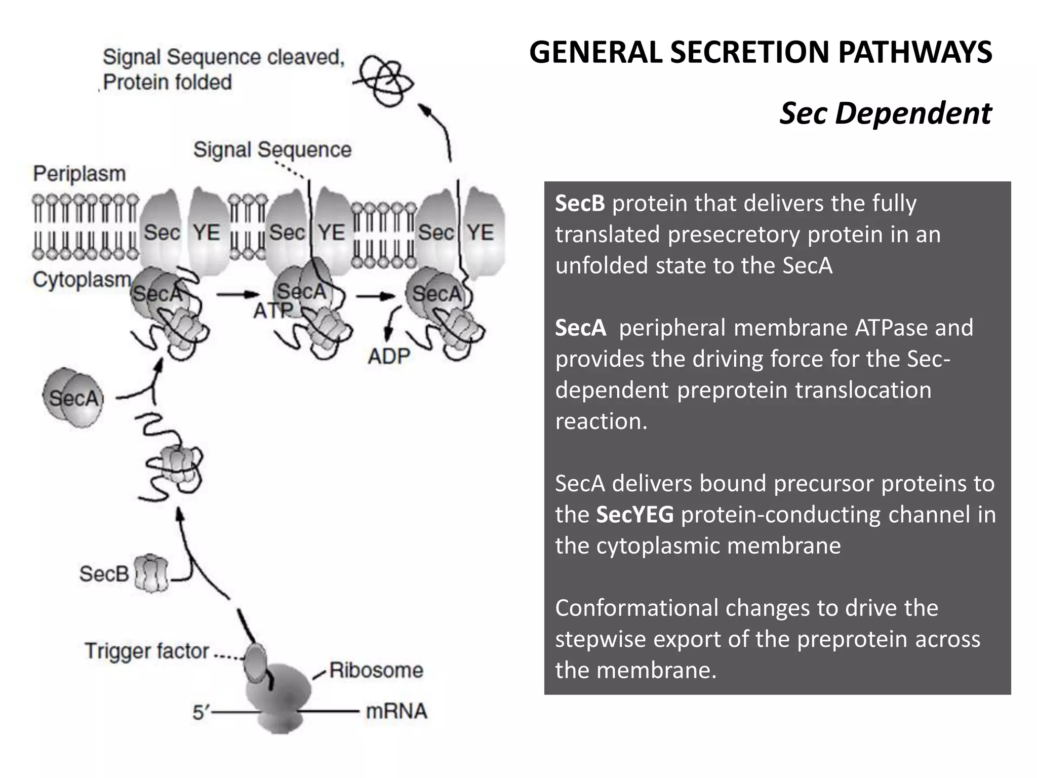 Secretion Systems of Bacteria | PDF