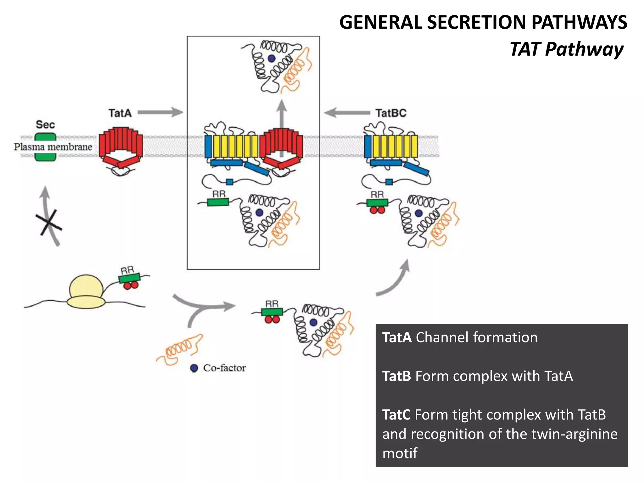 Secretion Systems of Bacteria | PDF