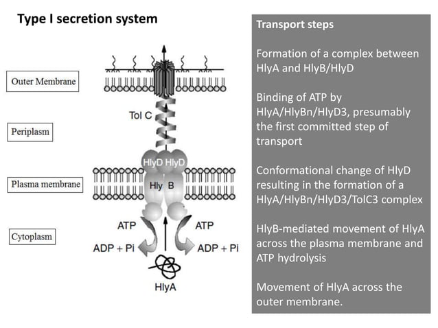 Secretion Systems of Bacteria | PDF | Chemistry | Science