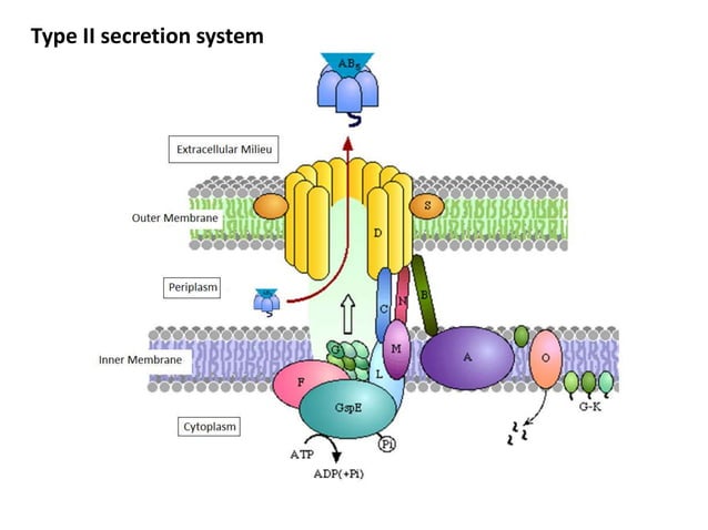 Secretion Systems of Bacteria | PDF | Chemistry | Science