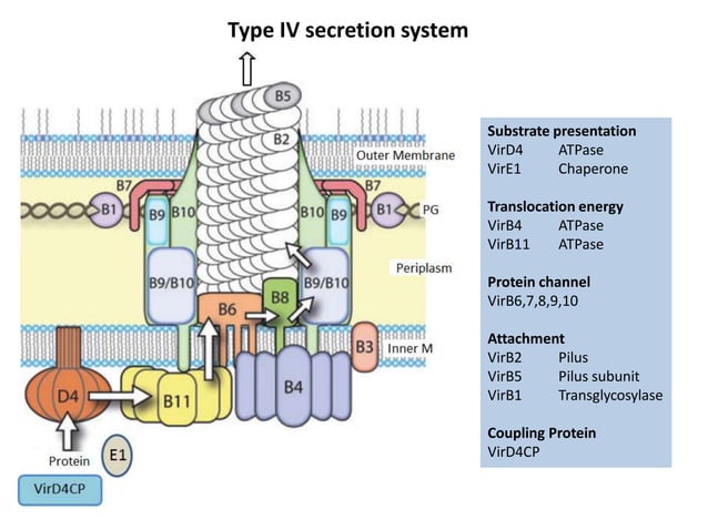 Secretion Systems of Bacteria | PDF | Chemistry | Science