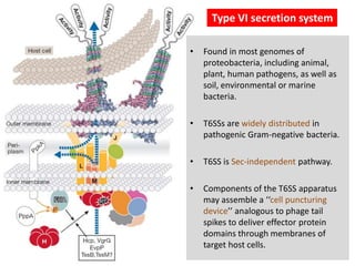Secretion Systems of Bacteria | PDF