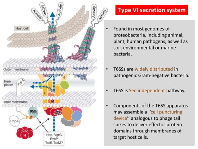 Secretion Systems of Bacteria | PDF | Chemistry | Science