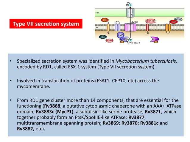 Secretion Systems of Bacteria | PDF | Chemistry | Science