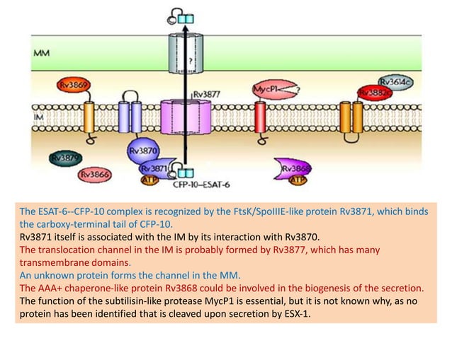 Secretion Systems of Bacteria | PDF | Chemistry | Science