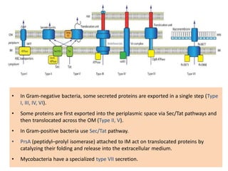 Secretion Systems of Bacteria | PDF