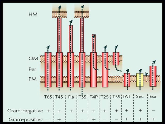 Secretion Systems of Bacteria | PDF | Chemistry | Science