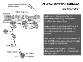Secretion Systems of Bacteria | PDF