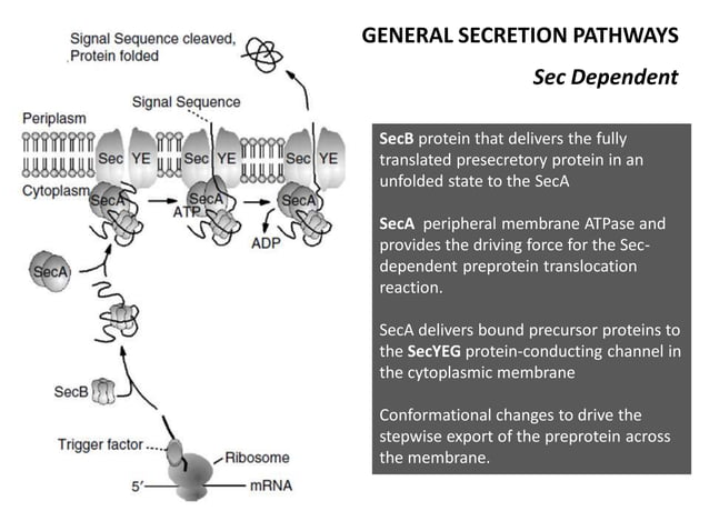 Secretion Systems of Bacteria | PDF | Chemistry | Science