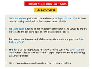 Secretion Systems of Bacteria | PDF