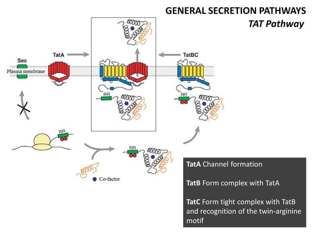 Secretion Systems of Bacteria | PDF | Chemistry | Science