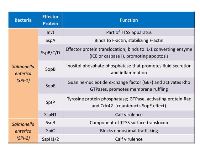 Secretion Systems of Bacteria