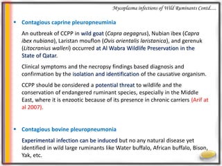Wildlife Mycoplasmoses | PDF