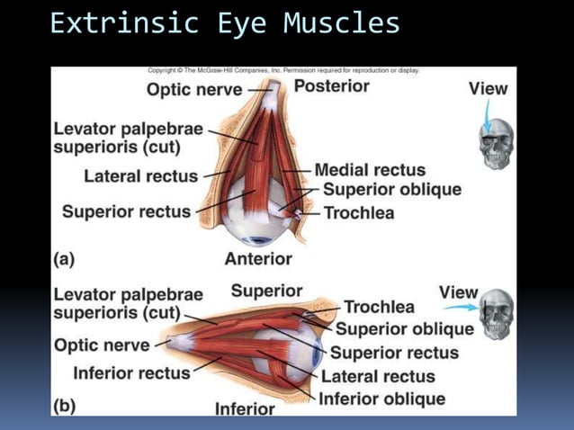 Dr screening training for nurses 3 a-anatomy & physiology of eye | PPT