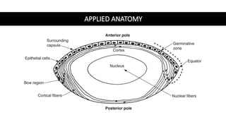 Dr shivani Phacoemulsification steps 3.pptx | First Aid | Injuries