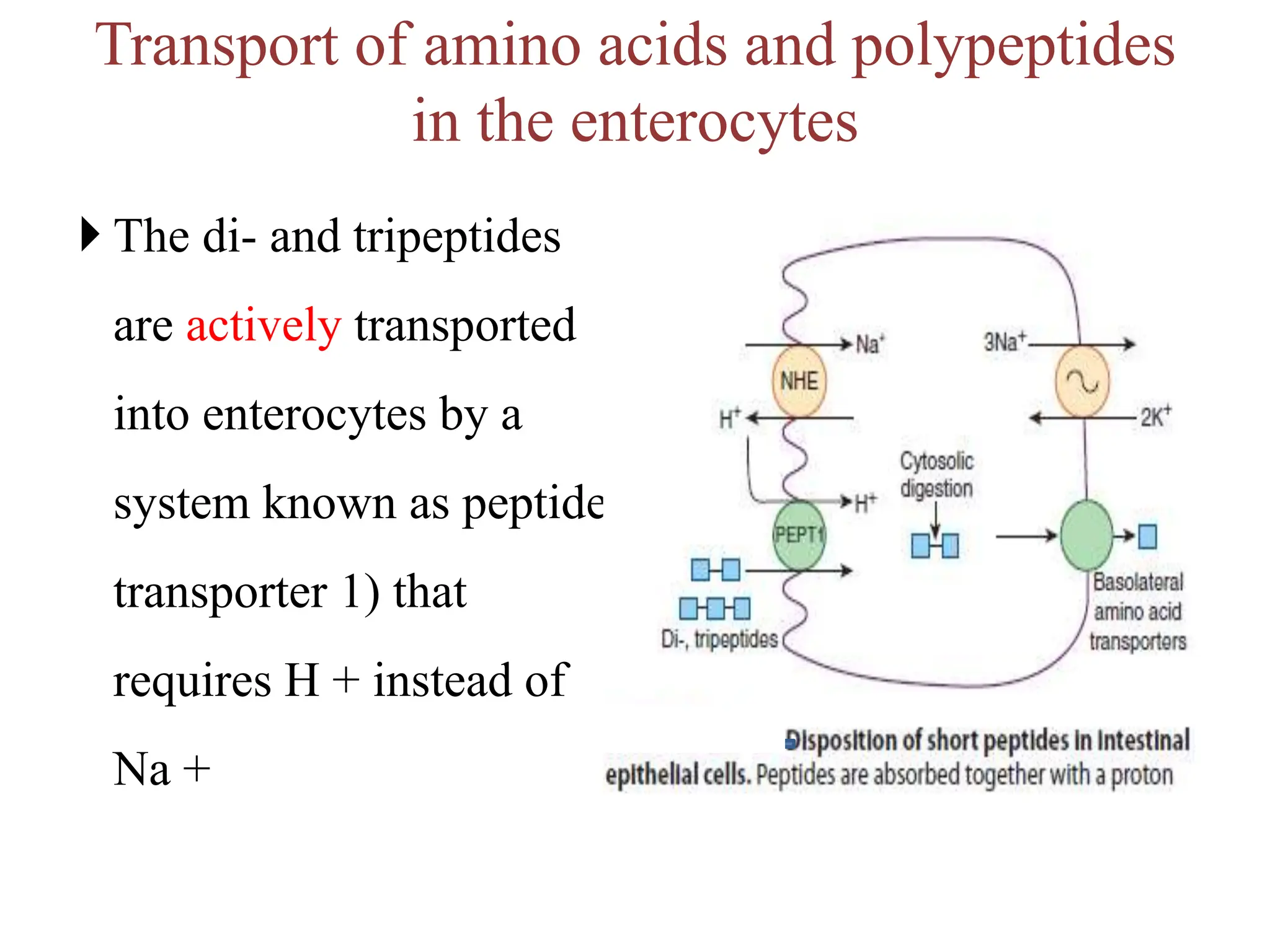 dr_shraddha_digestion_and_absorption_of_protein_and_its_applied.pptx