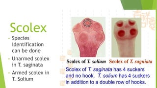 Laboratory diagnosis by Tinea solium and saginata | PPTX