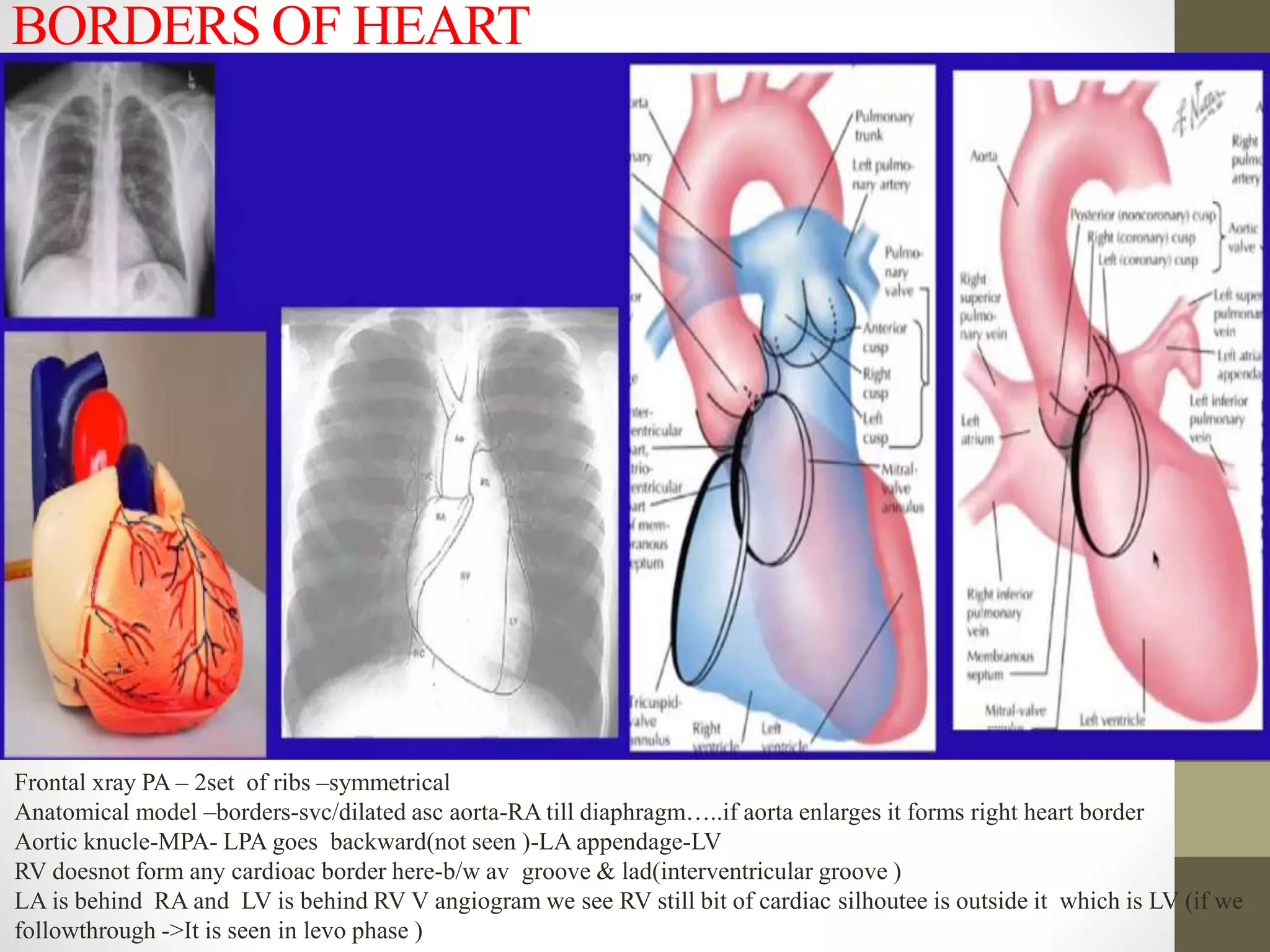 CARDIAC ANATOMY BY DR SIVA PATEL | PPTX