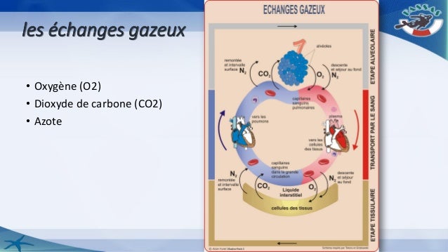 Dr soualhi appareil ventilatoire et echanges gazeux