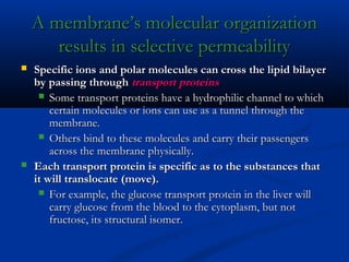 Drug absorption | PPT