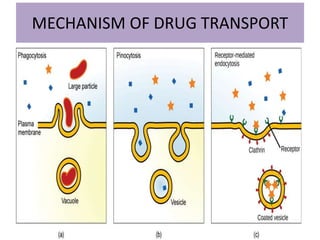 Drug absorption | PPTX