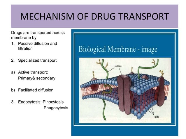 Drug absorption | PPT