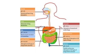 Drug absorption.pdf