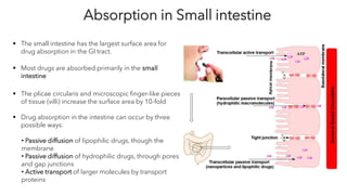 Drug absorption.pdf