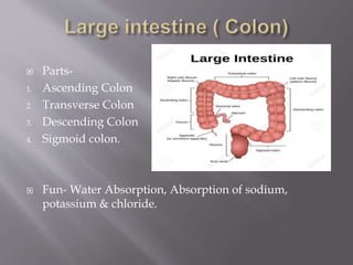 Drug absorption from GIT | PPTX