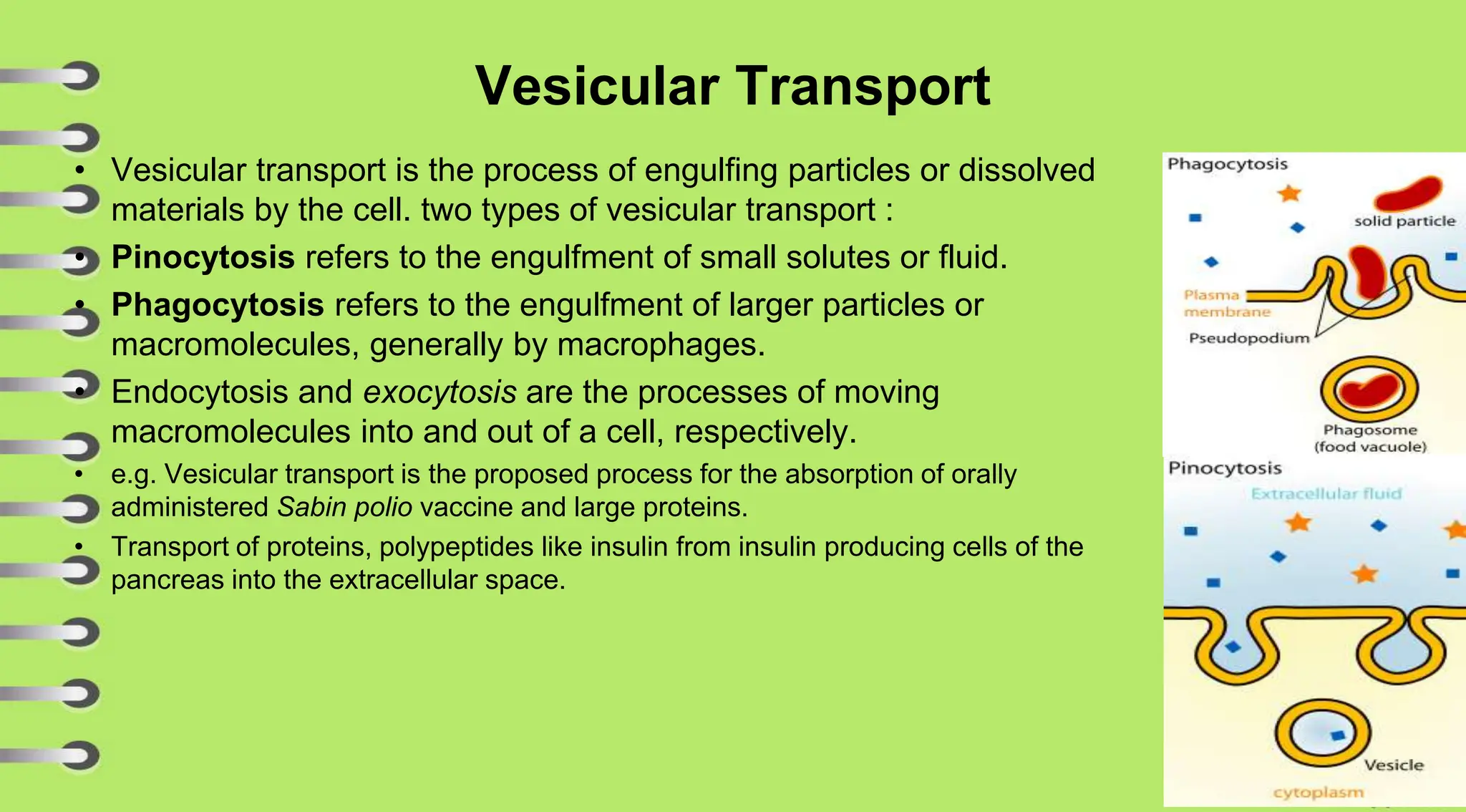 Drug Absorption Mechanism and Factors.pptx