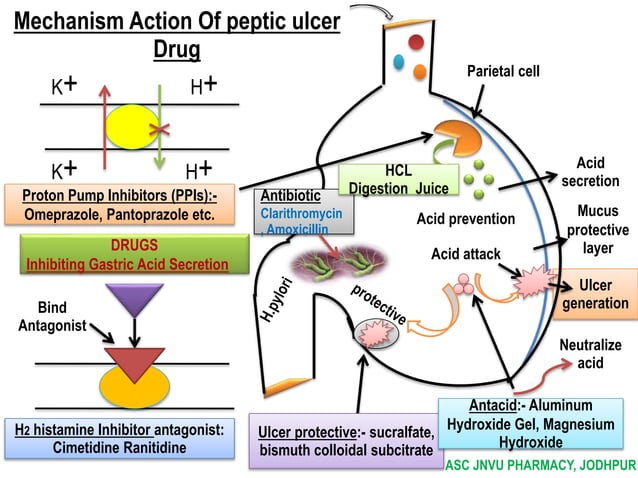 Drug acting on digestive system | PPTX | Digestive Disorders | Diseases ...