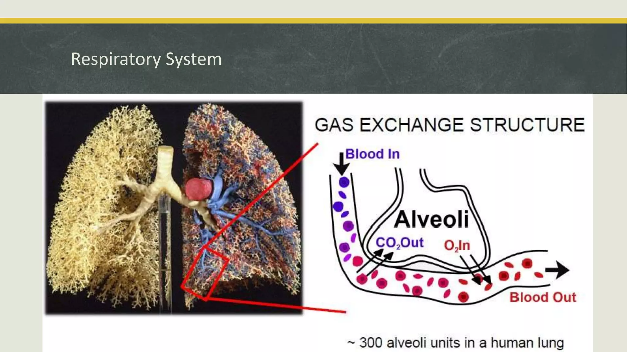 Drug acting on respiratory system | PPTX | Lung and Respiratory Health ...
