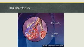 Drug acting on respiratory system | PPTX | Lung and Respiratory Health ...