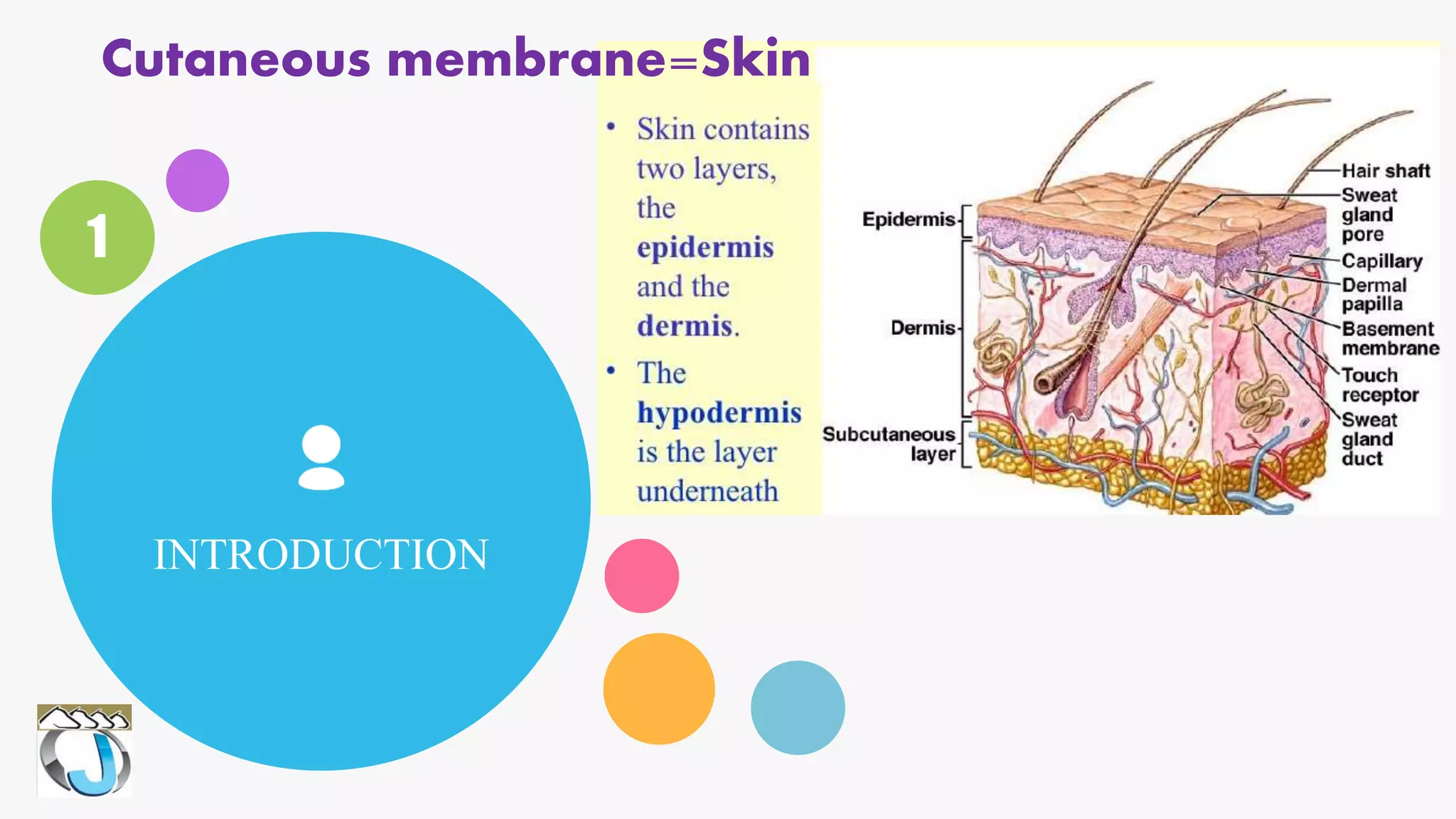 Drug acting on skin and mucous membrane lecture notes-Dr.Jibachha Sah ...