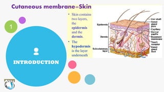 Drug acting on skin and mucous membrane,lecture notes-Dr.Jibachha Sah | PPT