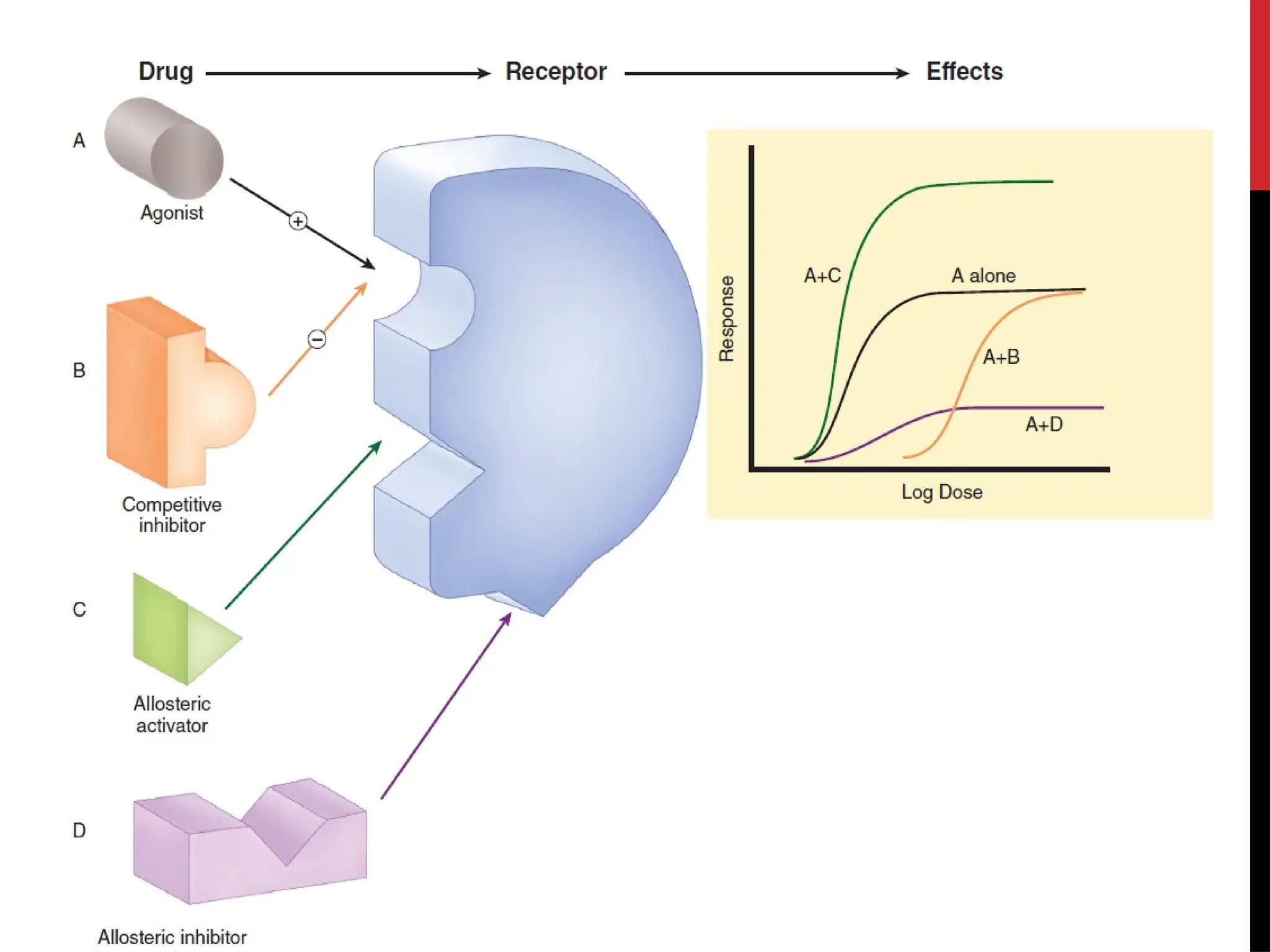 The Mechanisms of Drug Actions in Pharmacology | PPTX