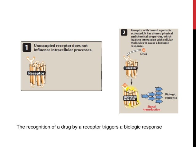 The Mechanisms of Drug Actions in Pharmacology | PPT