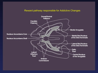 Drug Addiction Pharmainfo | PPS