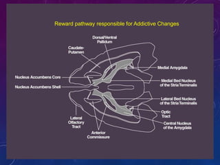 Drug Addiction Pharmacology Information. | PPTX