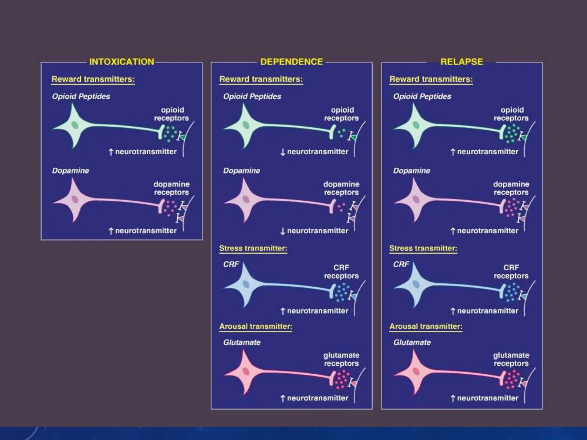 The Neuroscience of Drug Addiction and Therapy | PPTX