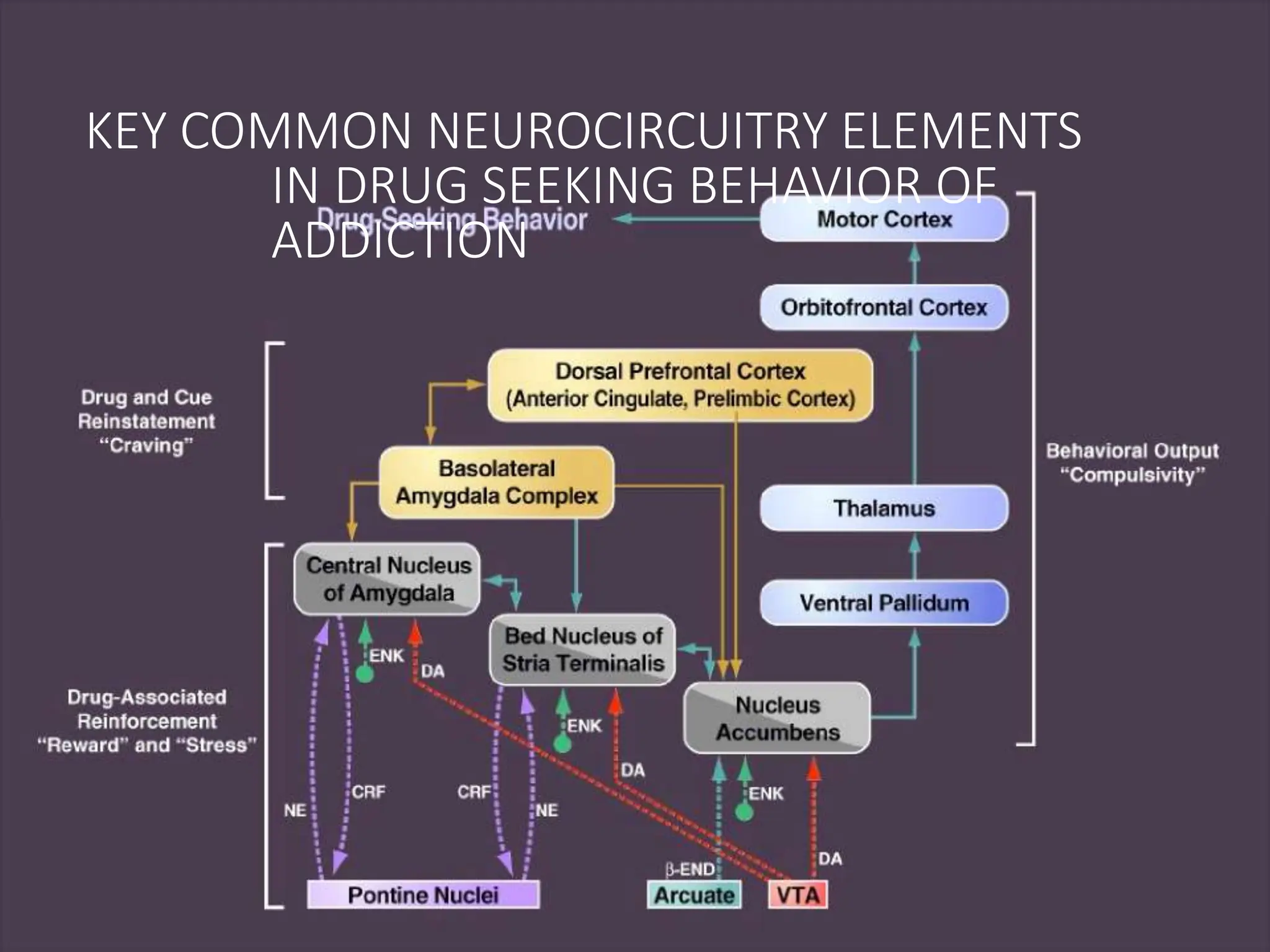 The Neuroscience of Drug Addiction and Therapy | PPTX